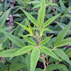 Photo of the bloom of Chaste Tree (Vitex agnus-castus First Editions ...