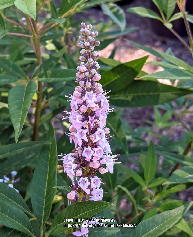 Photo of the bloom of Chaste Tree (Vitex agnus-castus First Editions ...
