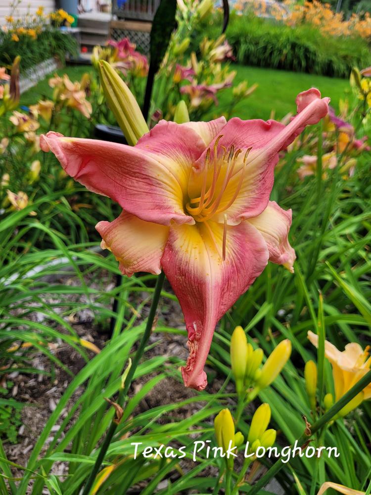 Photo of the bloom of Daylily (Hemerocallis 'Texas Pink Longhorn ...