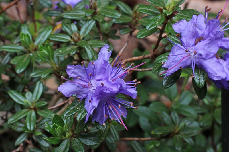 Photo of the bloom of Dwarf Rhododendron (Rhododendron impeditum ...