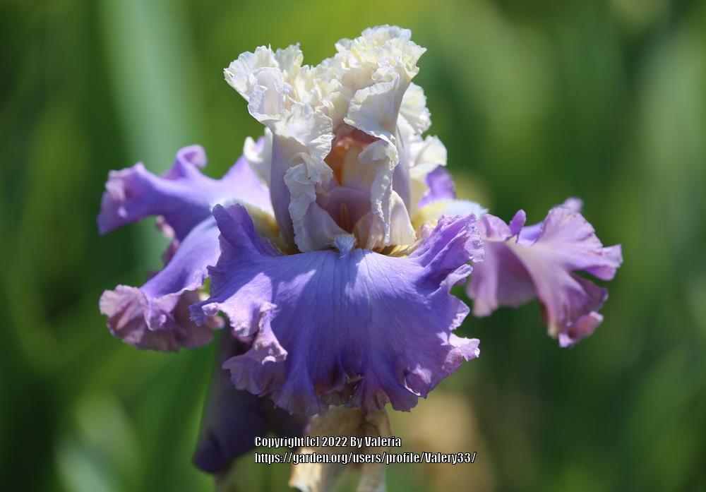 Photo of the bloom of Tall Bearded Iris (Iris 'Tango to the Moonlight') posted by Valery33 ...