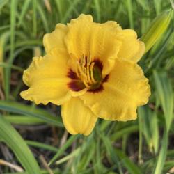 Daylily (Hemerocallis 'Siloam June Bug') in the Daylilies Database ...