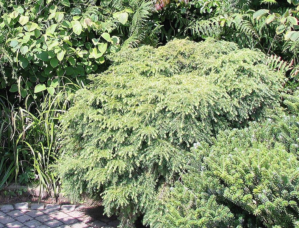 Photo of the entire plant of Dwarf Eastern Hemlock (Tsuga canadensis ...