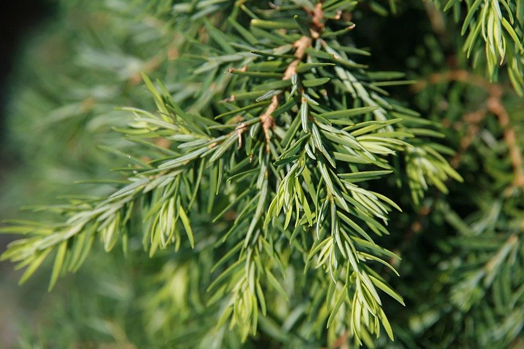 Photo of the leaves of Dwarf Eastern Hemlock (Tsuga canadensis ...