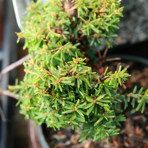 Dwarf Eastern Hemlock (Tsuga canadensis 'Minuta') - Garden.org