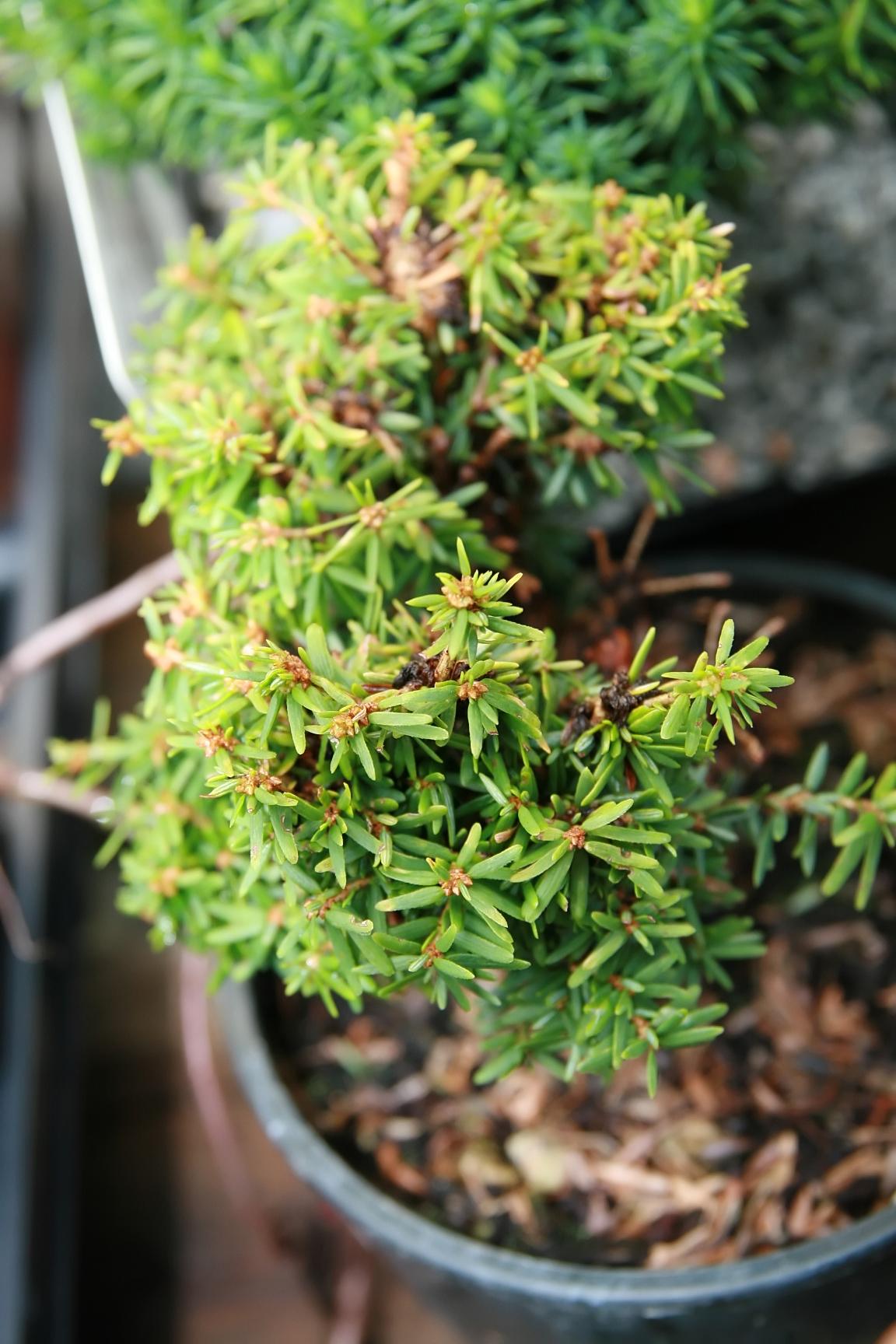 Dwarf Eastern Hemlock (Tsuga canadensis 'Minuta') - Garden.org