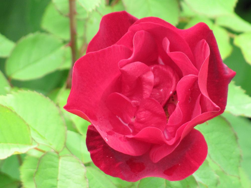 Rose (Rosa 'Emily Carr') in the Roses Database - Garden.org