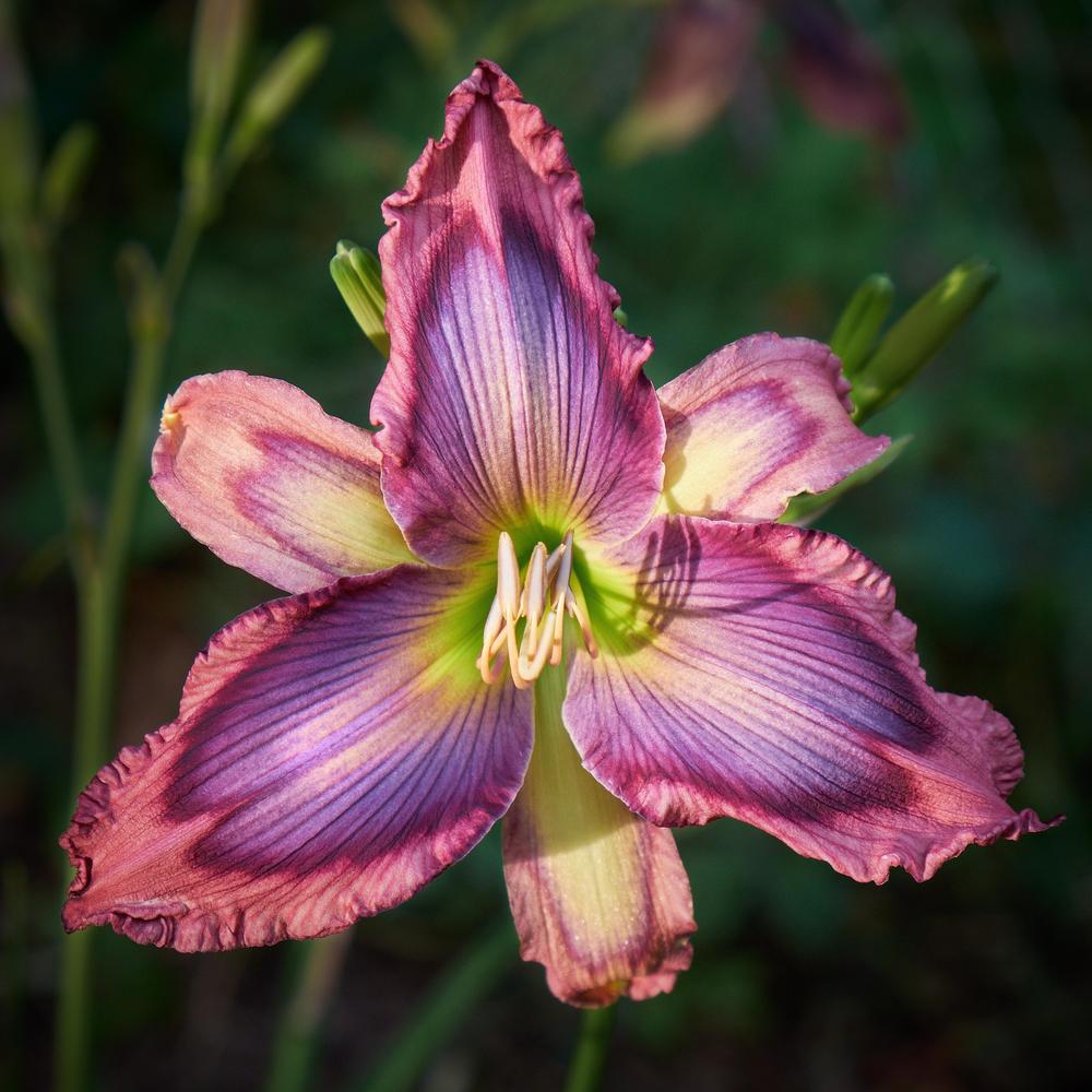 Photo of the bloom of Daylily (Hemerocallis 'Exotic Starfish') posted ...