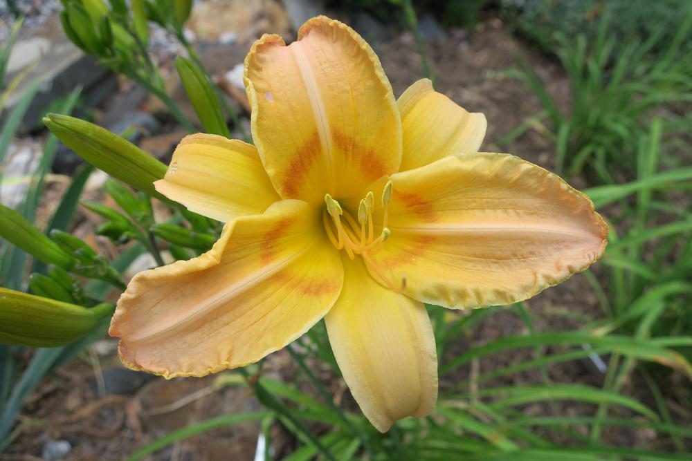 Photo of the bloom of Daylily (Hemerocallis 'Prairie Sunset') posted by ...