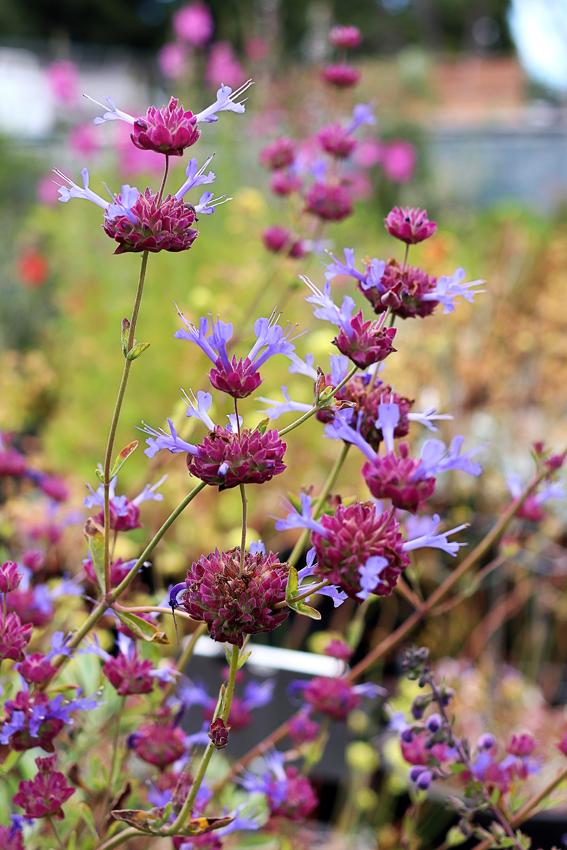 Sage (Salvia 'Celestial Blue') in the Salvias Database - Garden.org