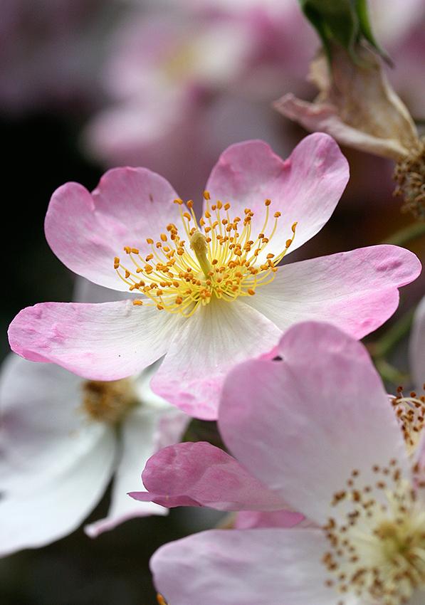 Photo of the bloom of Rose (Rosa 'Lyda Rose') posted by Joy - Garden.org