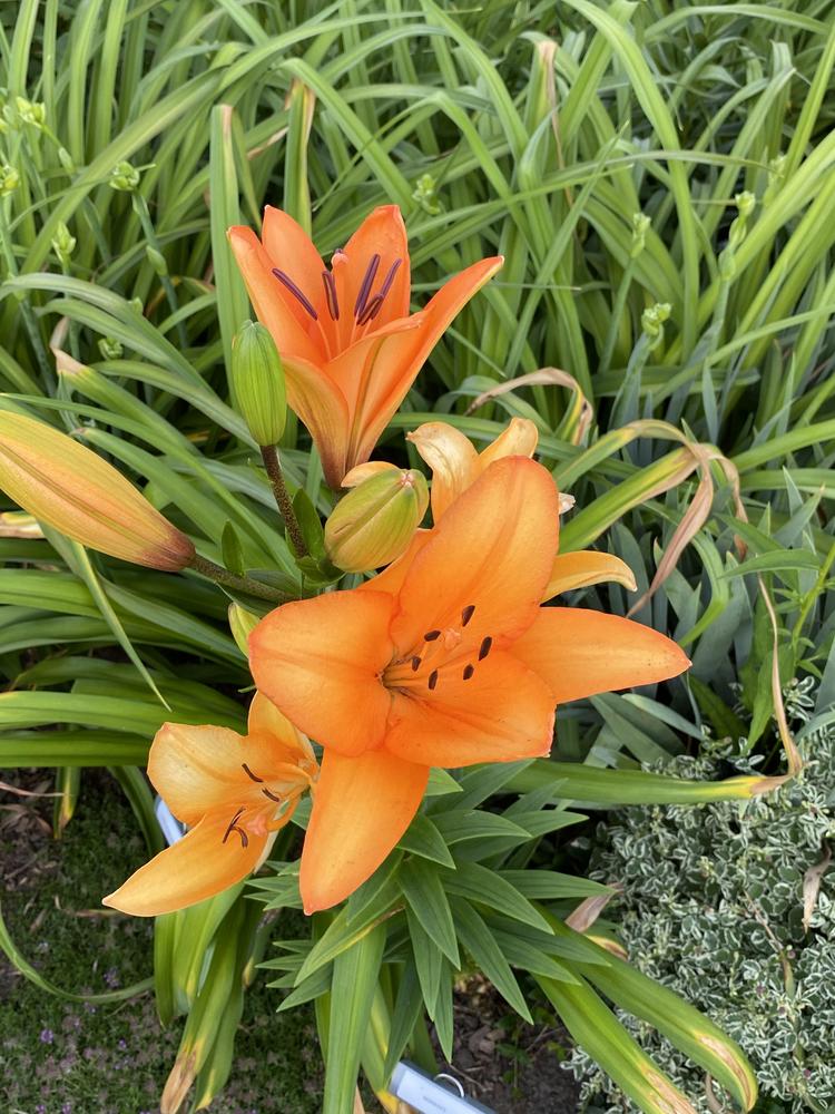 Photo of the bloom of Lily (Lilium 'Honesty') posted by Legalily ...