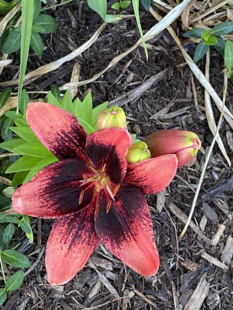 Photo of the bloom of Lily (Lilium Lily Looks™ Tiny Shadow) posted by Legalily - Garden.org