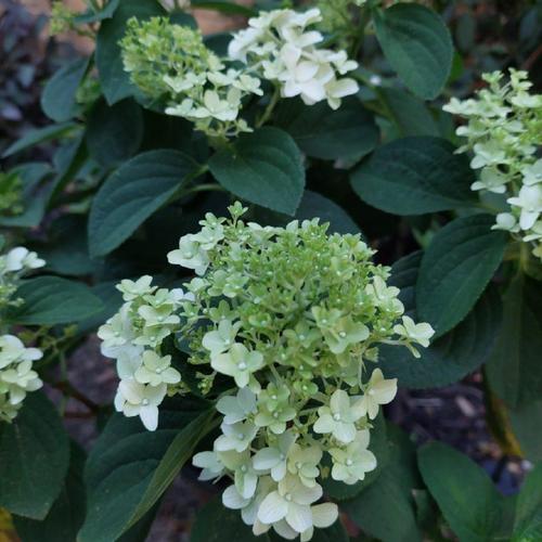 Hydrangea (Hydrangea paniculata White Wedding®) in the Hydrangeas ...