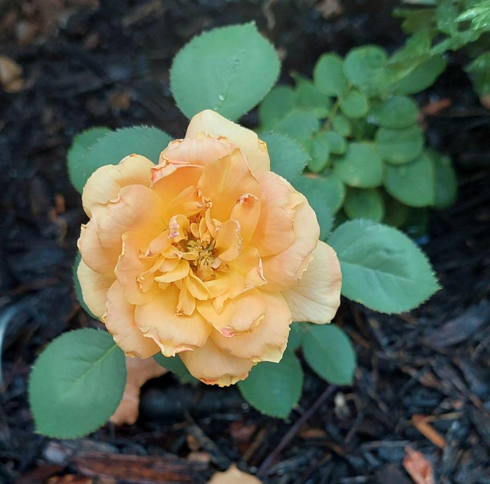 Photo of the bloom of Rose (Rosa 'Vavoom') posted by LindsayG - Garden.org