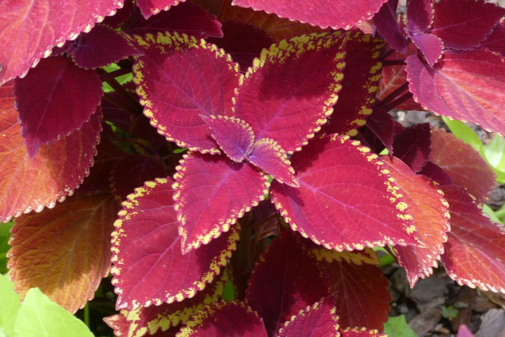 Photo of the leaves of Coleus (Coleus scutellarioides 'Ruby Slipper') posted by LoriMT - Garden.org
