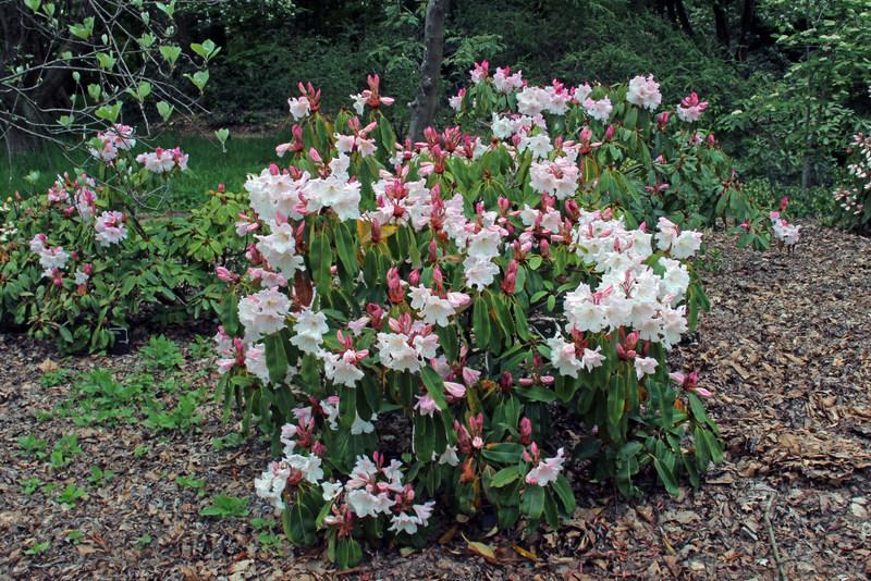 Photo of the entire plant of Rhododendron 'Loderi Pink Diamond' posted ...