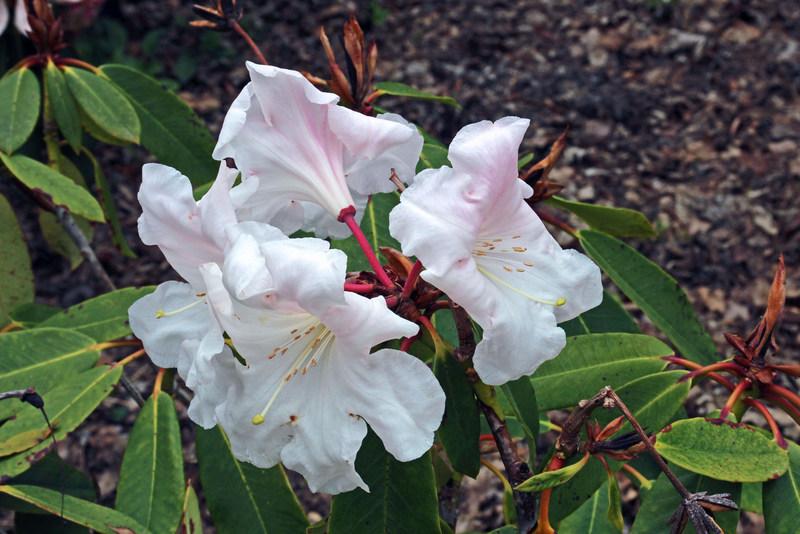 Photo of the bloom of Rhododendron 'Loderi Titan' posted by RuuddeBlock ...