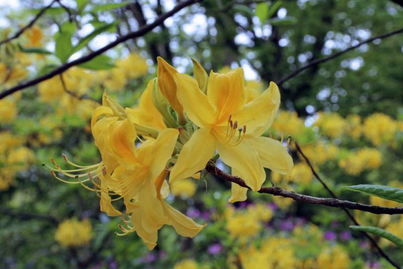 Photo of the bloom of Pontic Azalea (Rhododendron luteum) posted by ...