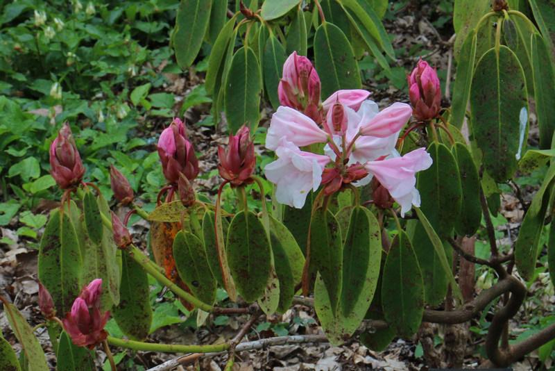 Rhododendron 'Loderi King George' in the Rhododendrons Database ...