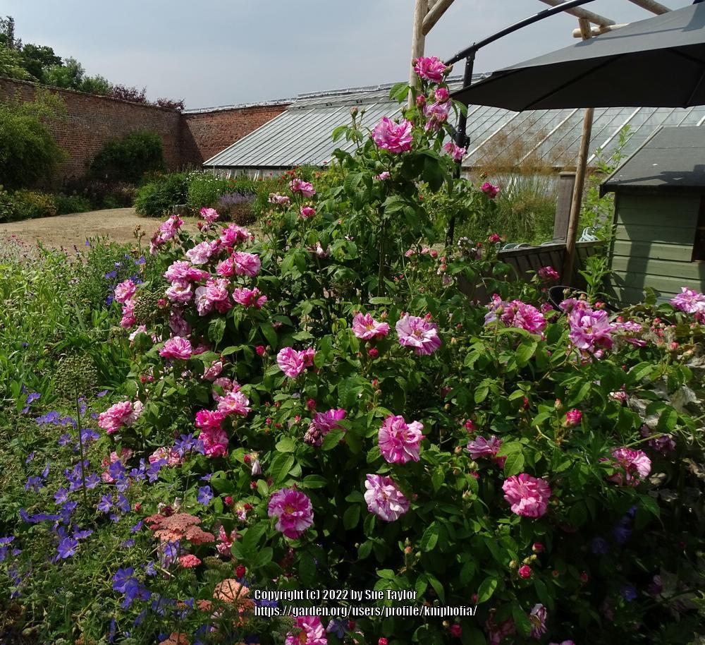 Photo of the entire plant of Rose (Rosa 'Rosa Mundi') posted by ...