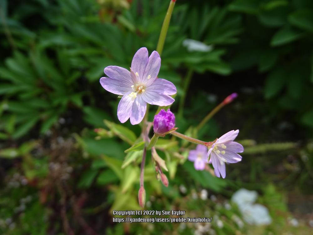 Codlins and Cream (Epilobium parviflorum) - Garden.org