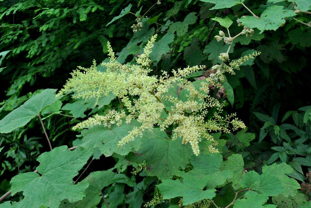 Photo of the entire plant of Waterside Astilbe (Astilbe rivularis ...