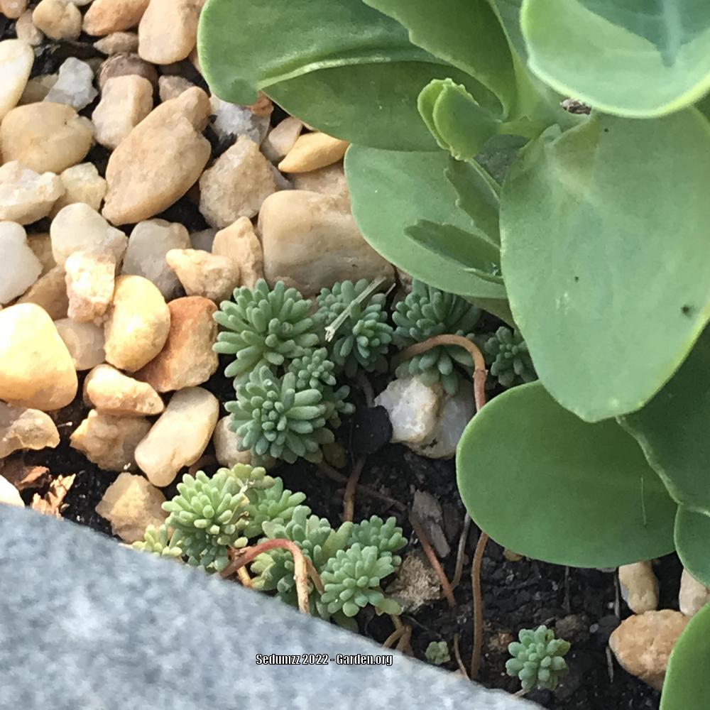 Photo of the entire plant of Red Stonecrop (Sedum rubens 'Lizard of ...