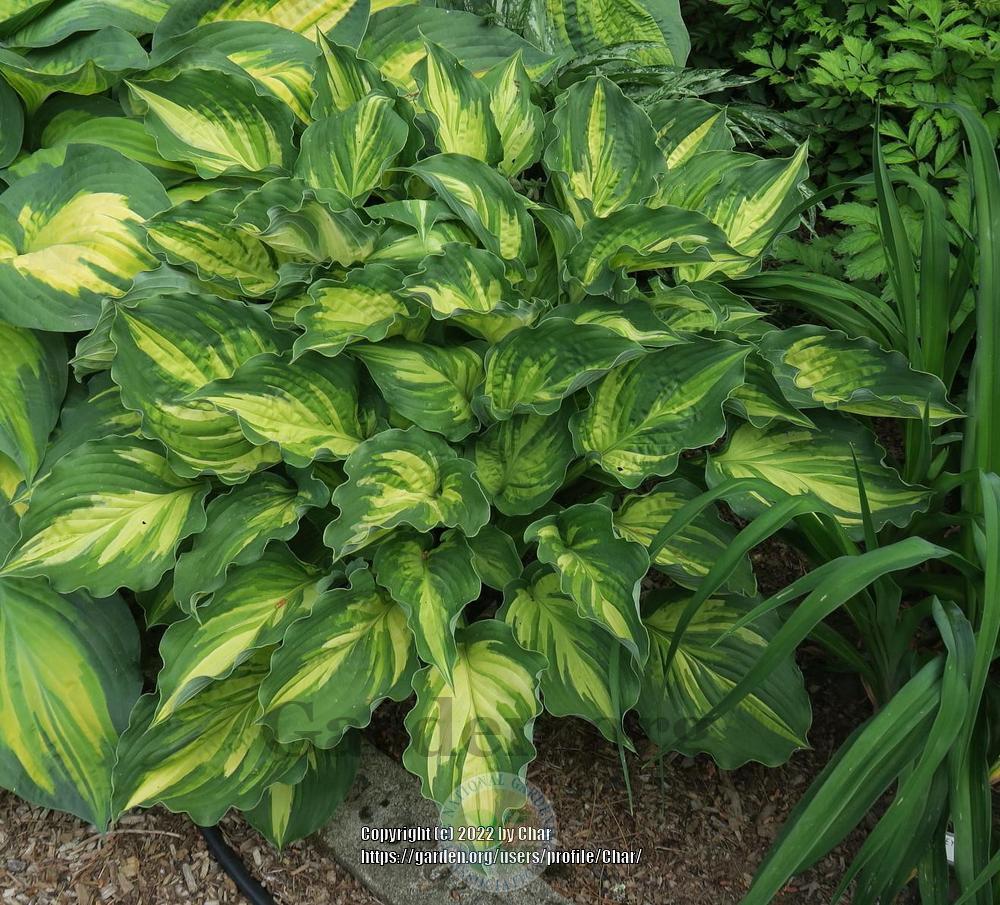 Hosta 'Lakeside Paisley Print' in the Hostas Database - Garden.org