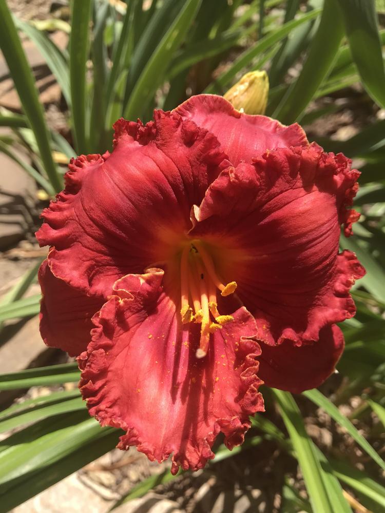 Daylily (Hemerocallis 'Valentine Wishes') in the Daylilies Database ...