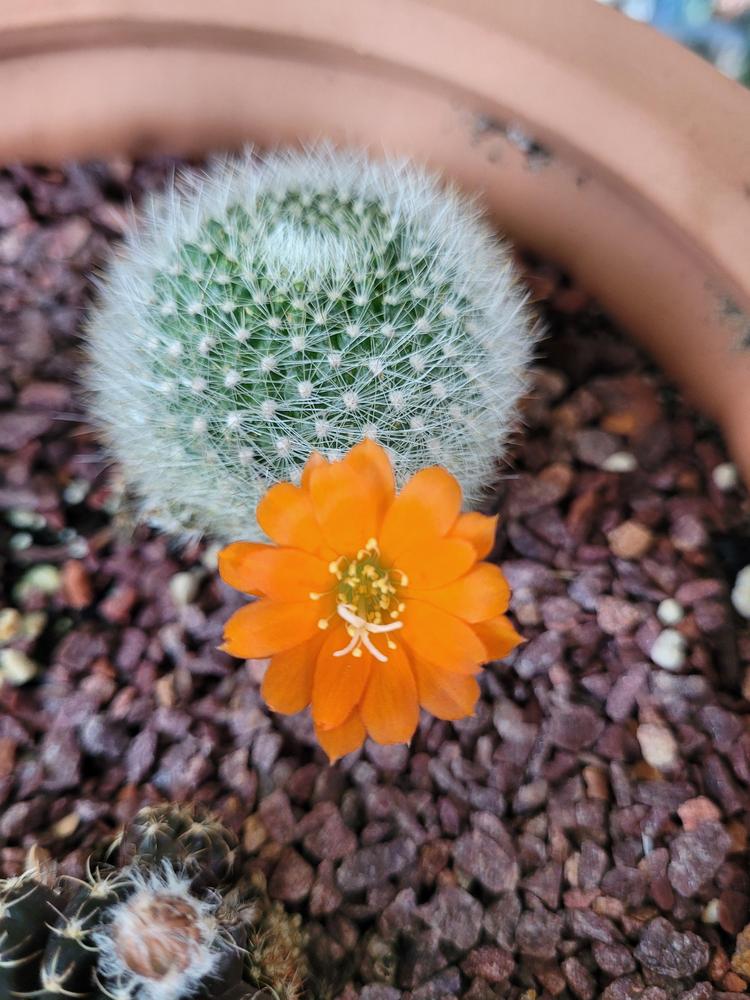 Little Mouse Crown Cactus (Aylostera deminuta 'Muscula') - Garden.org
