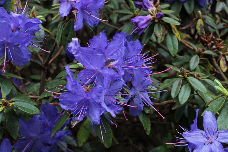 Rhododendron 'Night Sky' in the Rhododendrons Database - Garden.org