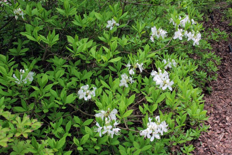 Photo of the entire plant of Western azalea (Rhododendron occidentale ...