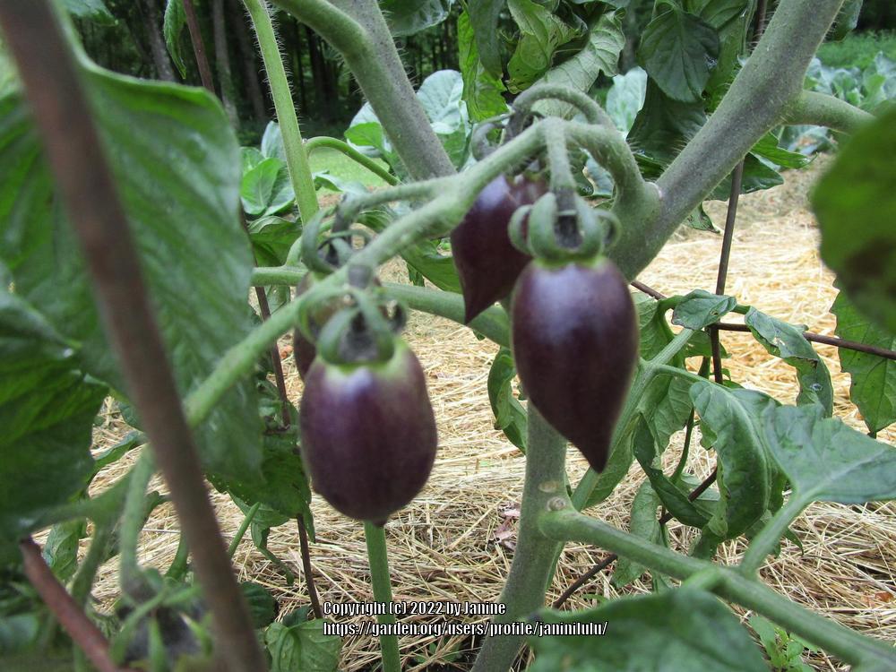 Tomato (Solanum lycopersicum 'Midnight Roma') in the Tomatoes Database ...