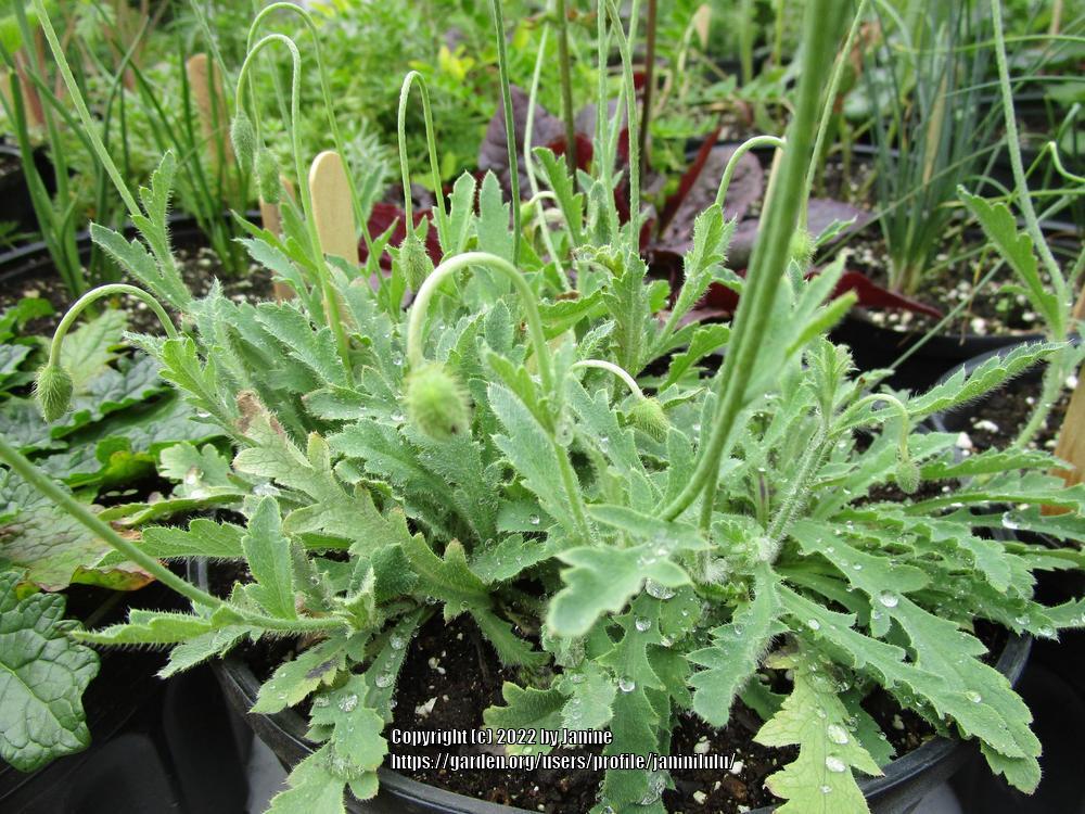 Spanish Poppy (Papaver rupifragum) in the Poppies Database - Garden.org