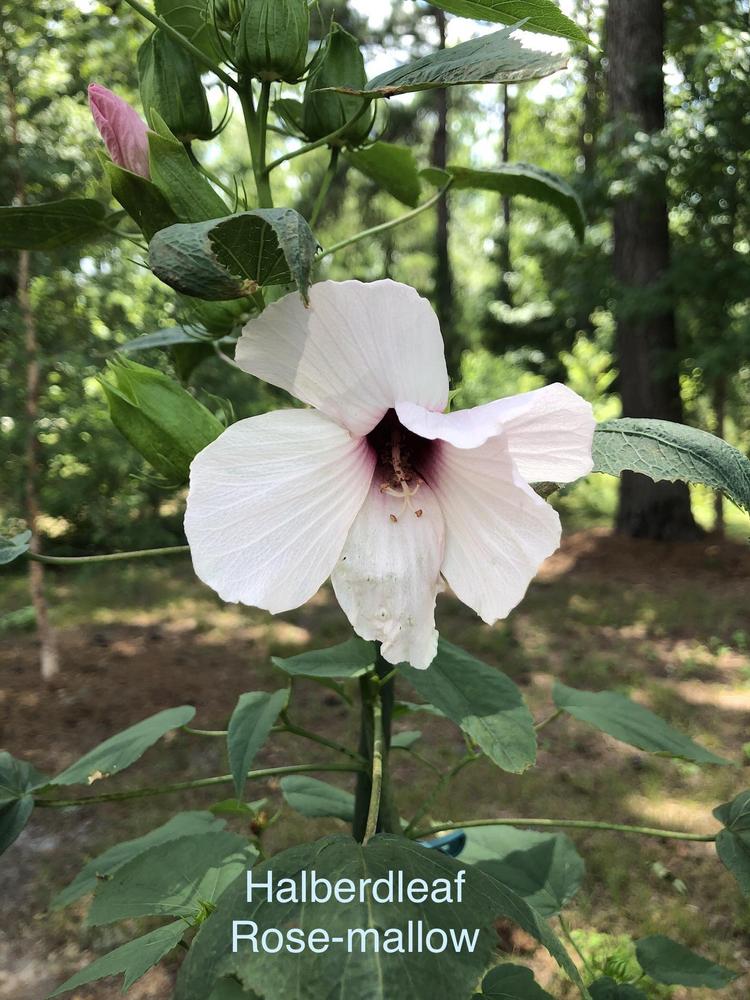 Photo of the bloom of Rose Mallow (Hibiscus laevis) posted by ...