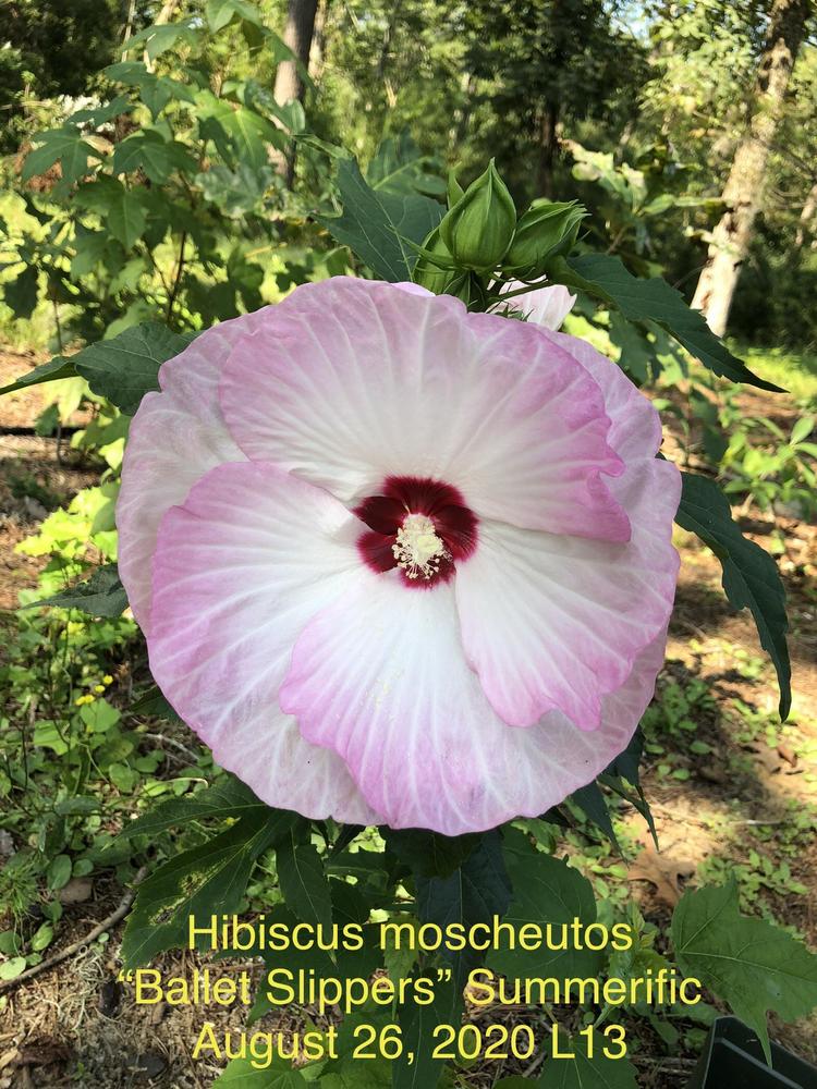 Photo of the bloom of Hybrid Hardy Hibiscus (Hibiscus Summerific ...
