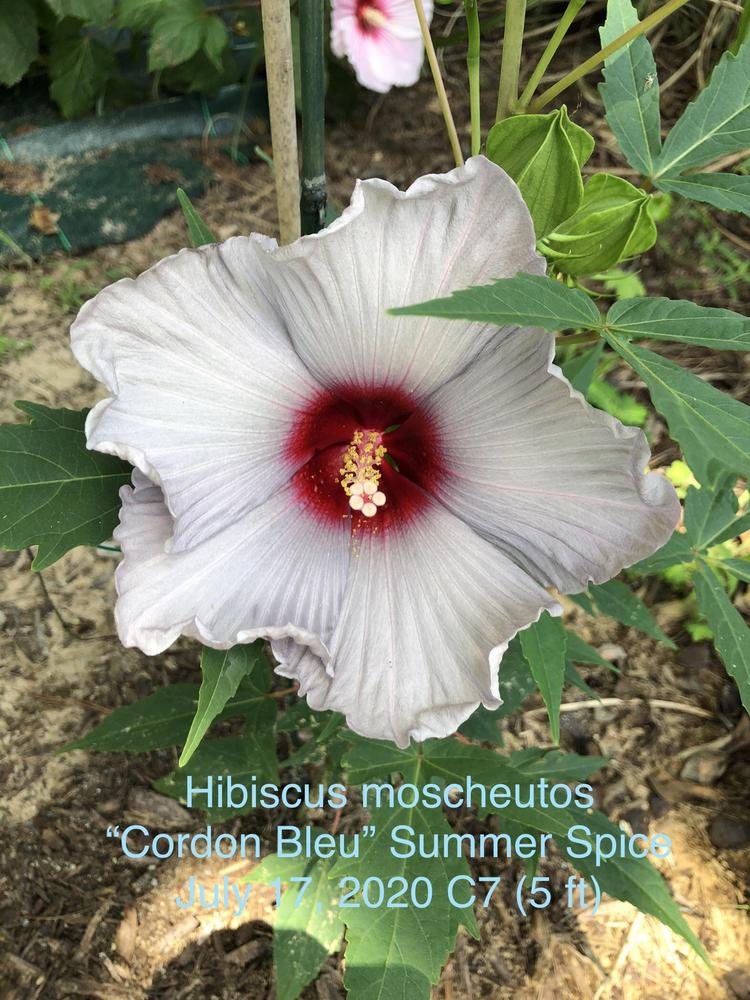 Photo of the bloom of Hybrid Hardy Hibiscus (Hibiscus Summer Spice ...