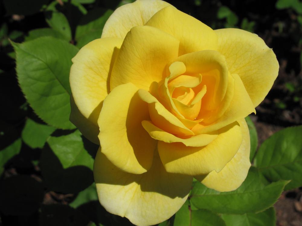 Rose (Rosa 'Ch-Ching!') in the Roses Database - Garden.org