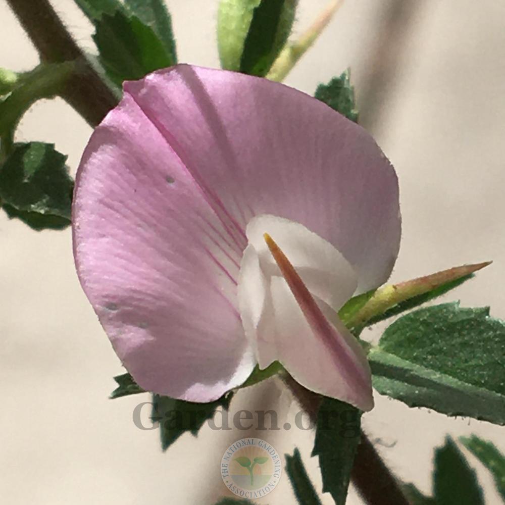 Spiny Restharrow (Ononis spinosa) - Garden.org