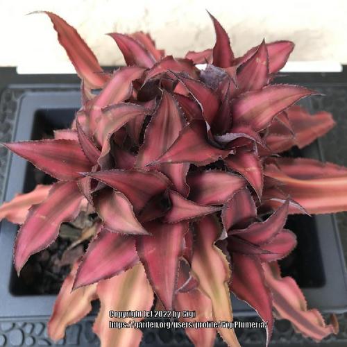 Earth Star (Cryptanthus bivittatus 'Ruby') - Garden.org