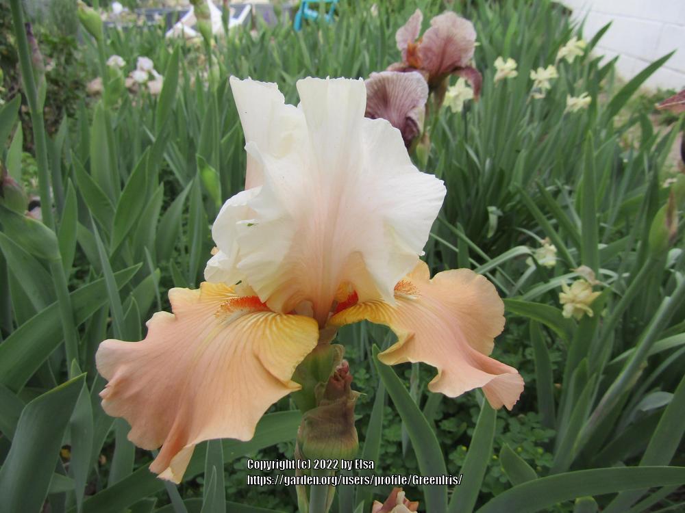 Photo of the bloom of Tall Bearded Iris (Iris 'Heaven and Earth ...
