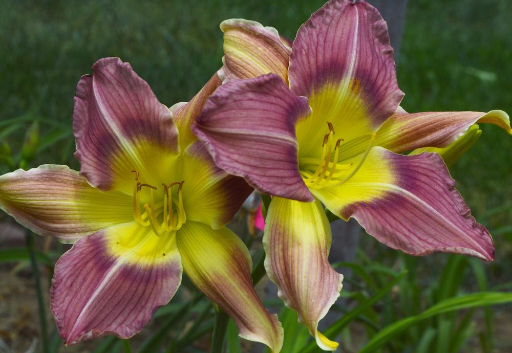 Daylily (Hemerocallis 'Longfields Glory') in the Daylilies Database ...