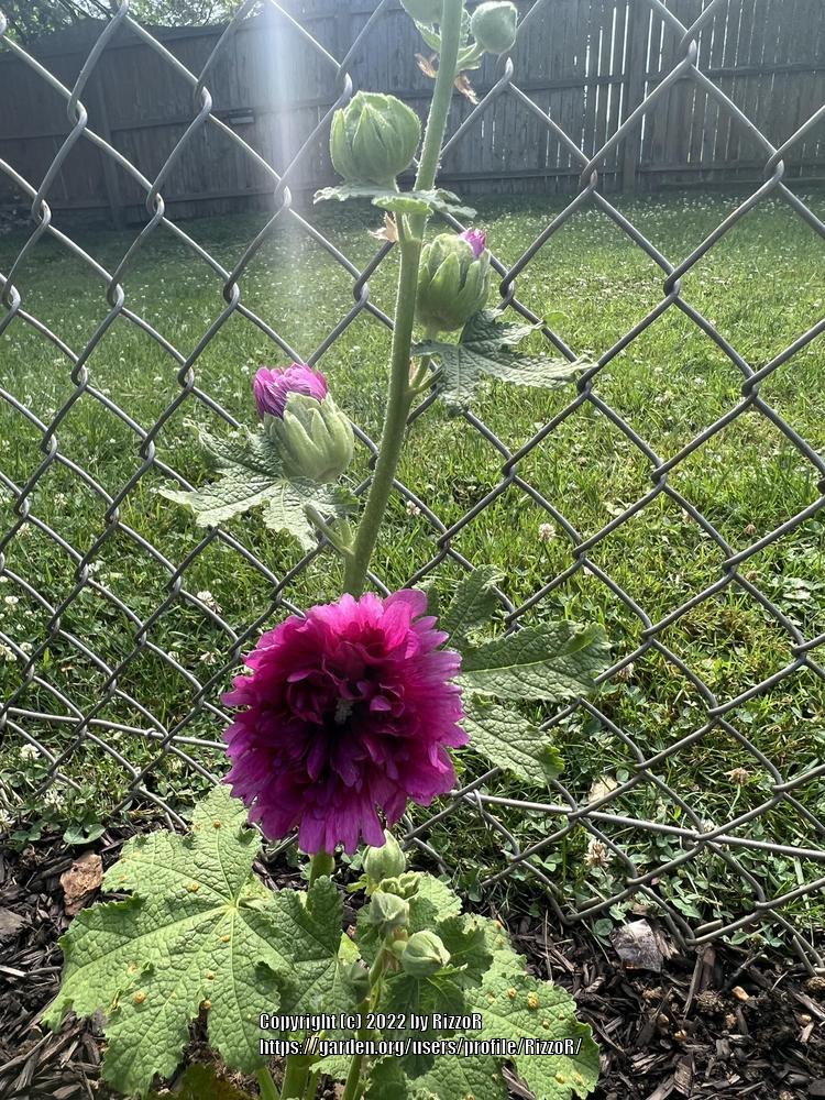 Photo of the bloom of Hollyhock (Alcea rosea Spring Celebrities™ Purple) posted by RizzoR ...