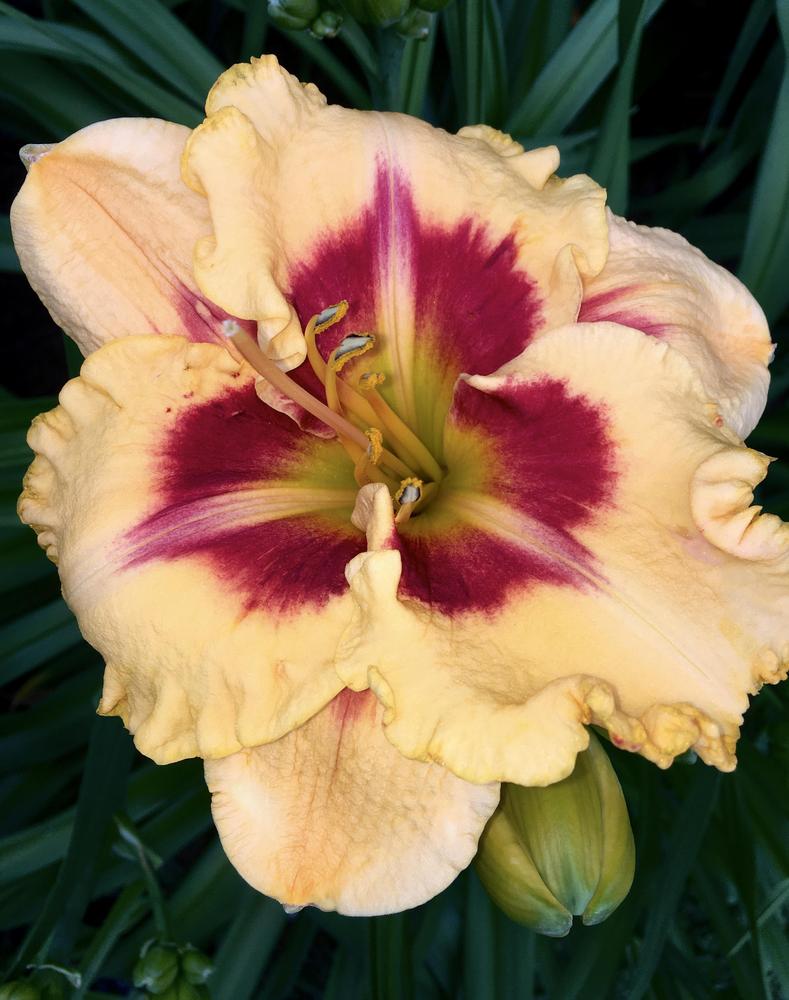 Photo of the bloom of Daylily (Hemerocallis 'Ruby Moon') posted by ...