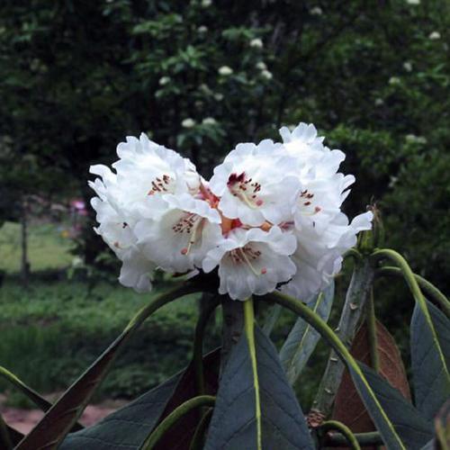 Rhododendron (Rhododendron rex) in the Rhododendrons Database - Garden.org
