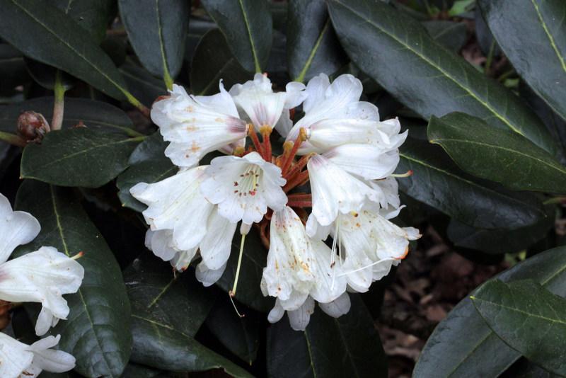 Rhododendron (Rhododendron rex subsp. fictolacteum) in the ...