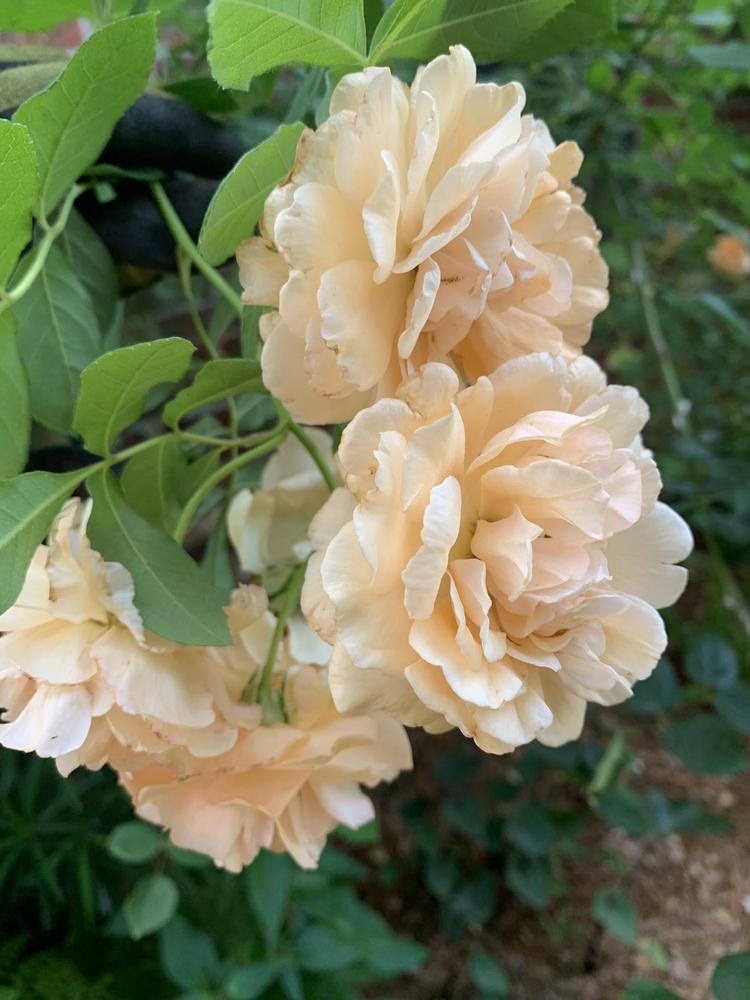 Photo of the bloom of Hybrid Musk Rose (Rosa 'Buff Beauty') posted by ...