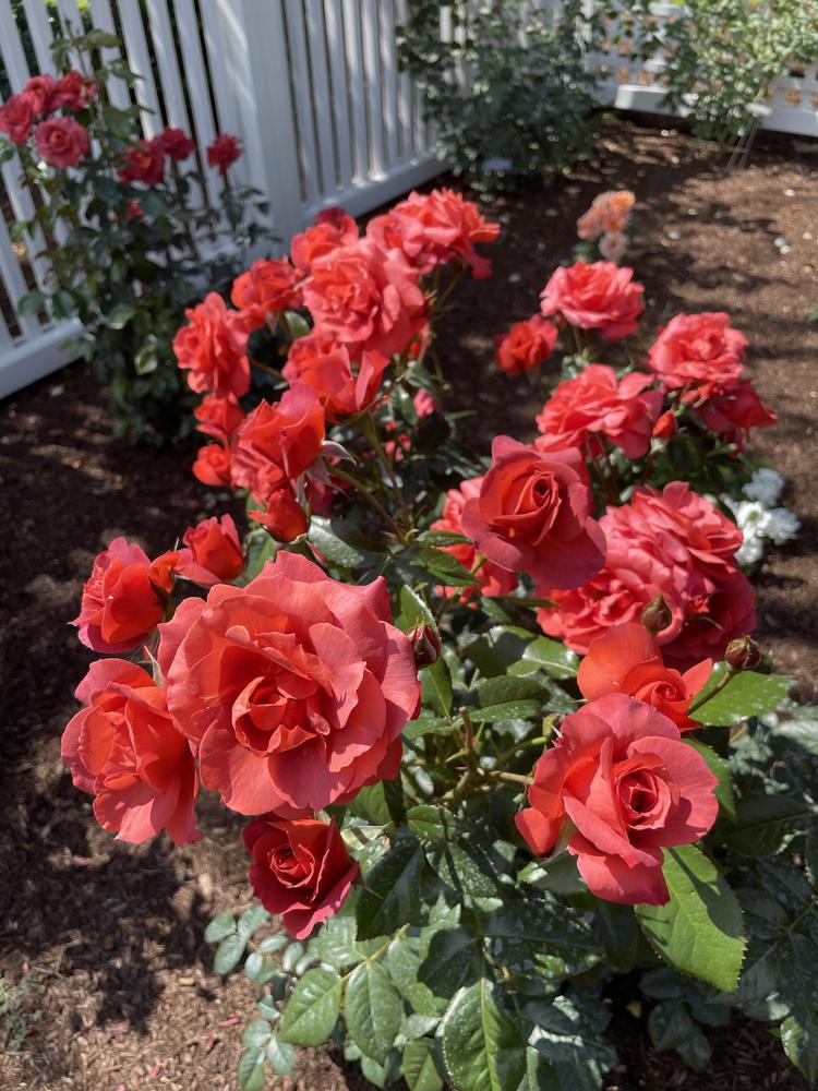 Photo of the entire plant of Rose (Rosa 'Hot Cocoa') posted by Zoia ...