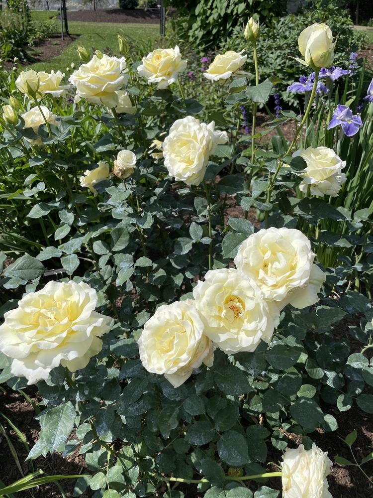 Photo of the entire plant of Rose (Rosa 'Elina') posted by Zoia ...